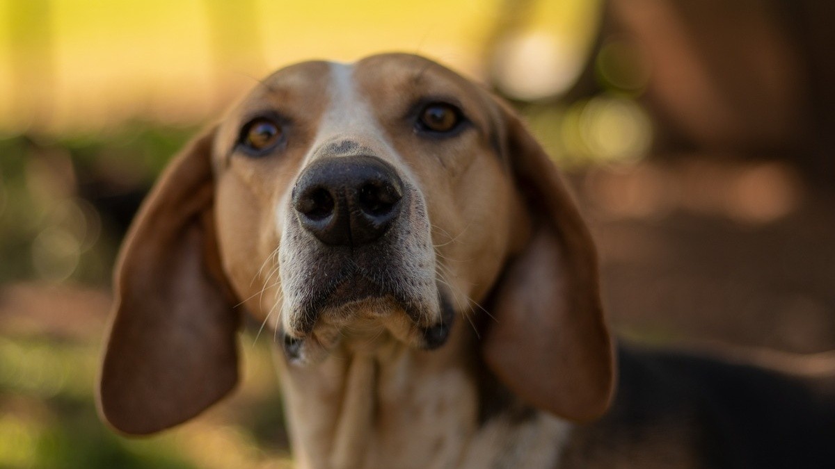 9 signs your dog is lonely and how to help, according to experts