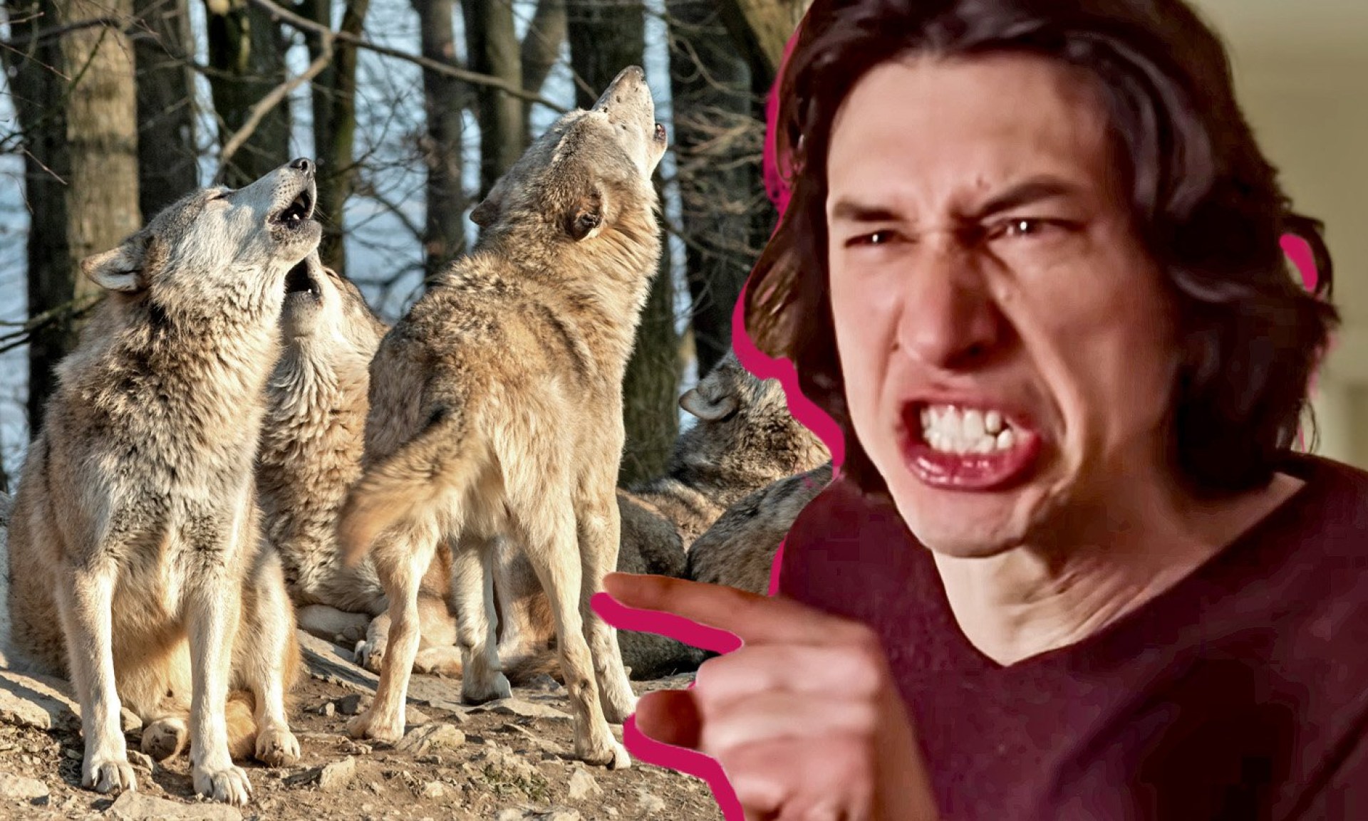 Netflix's Marriage Story is frightening wolves