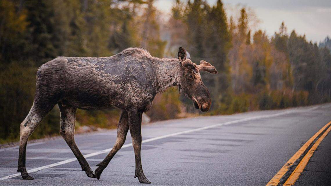 24-year-old tourist dies after striking moose near AK national park ...