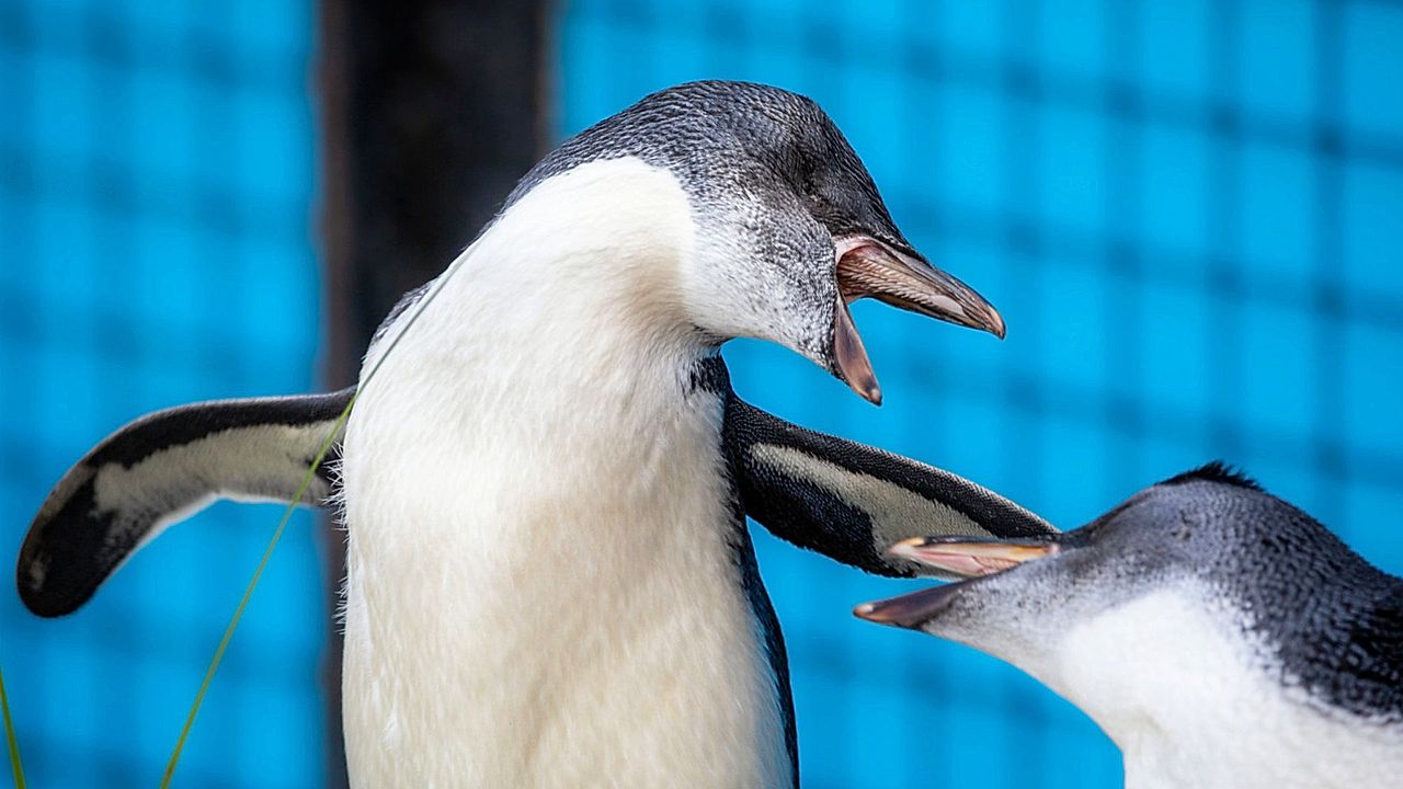 Poly the Penguin chick recovers after life-saving eye surgery at ...