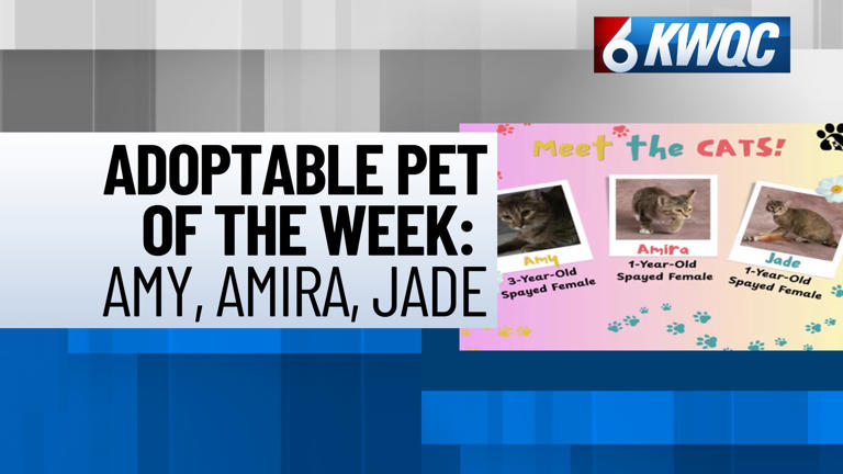 Tuesday’s adoptable pet: Meet Amy, Amira, Jade