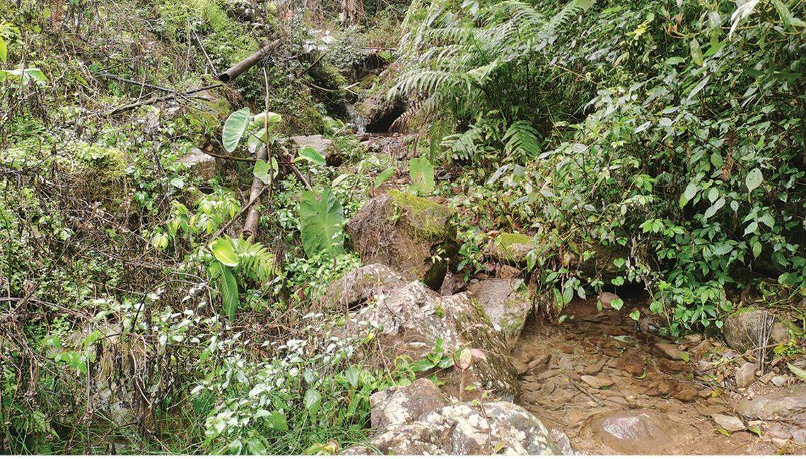 Red-eyed creature - with ‘enormous' head - found as new species in ...