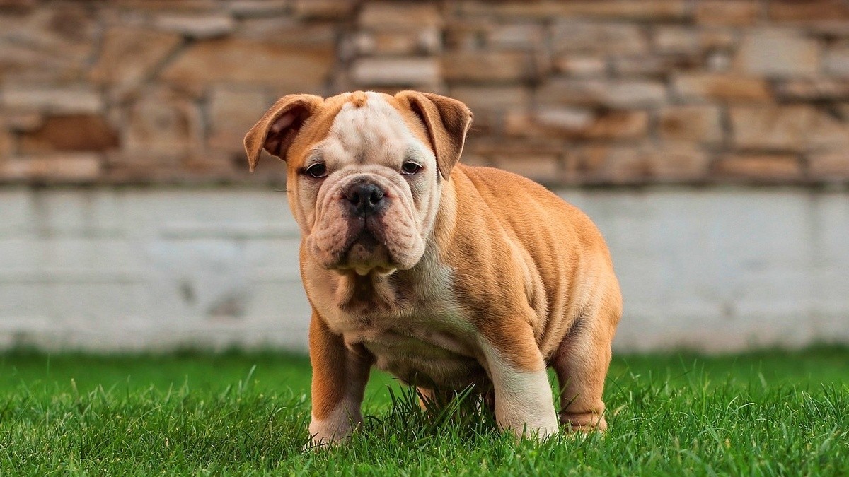 10 dog breeds that veterinarians warn are prone to disease
