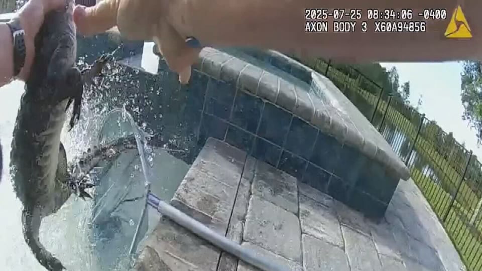 Florida deputy snatches thrashing gator from swimming pool with his ...