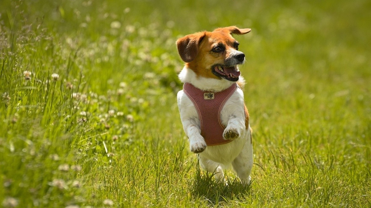 These 10 dog breeds are particularly intelligent and will stay with you ...