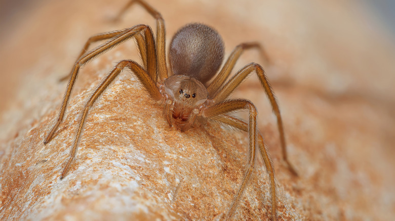 The Affordable Way To Keep Brown Recluse Spiders Away Is Hiding In Your ...
