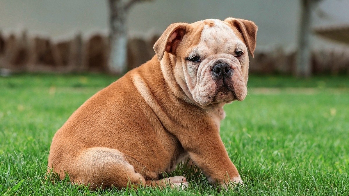 10 dog breeds that veterinarians warn are prone to disease