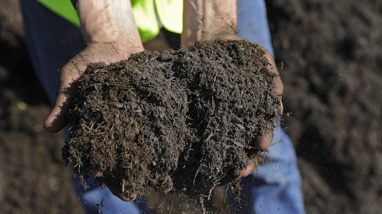 How To Make DIY Tests To Check The Health Of Your Soil