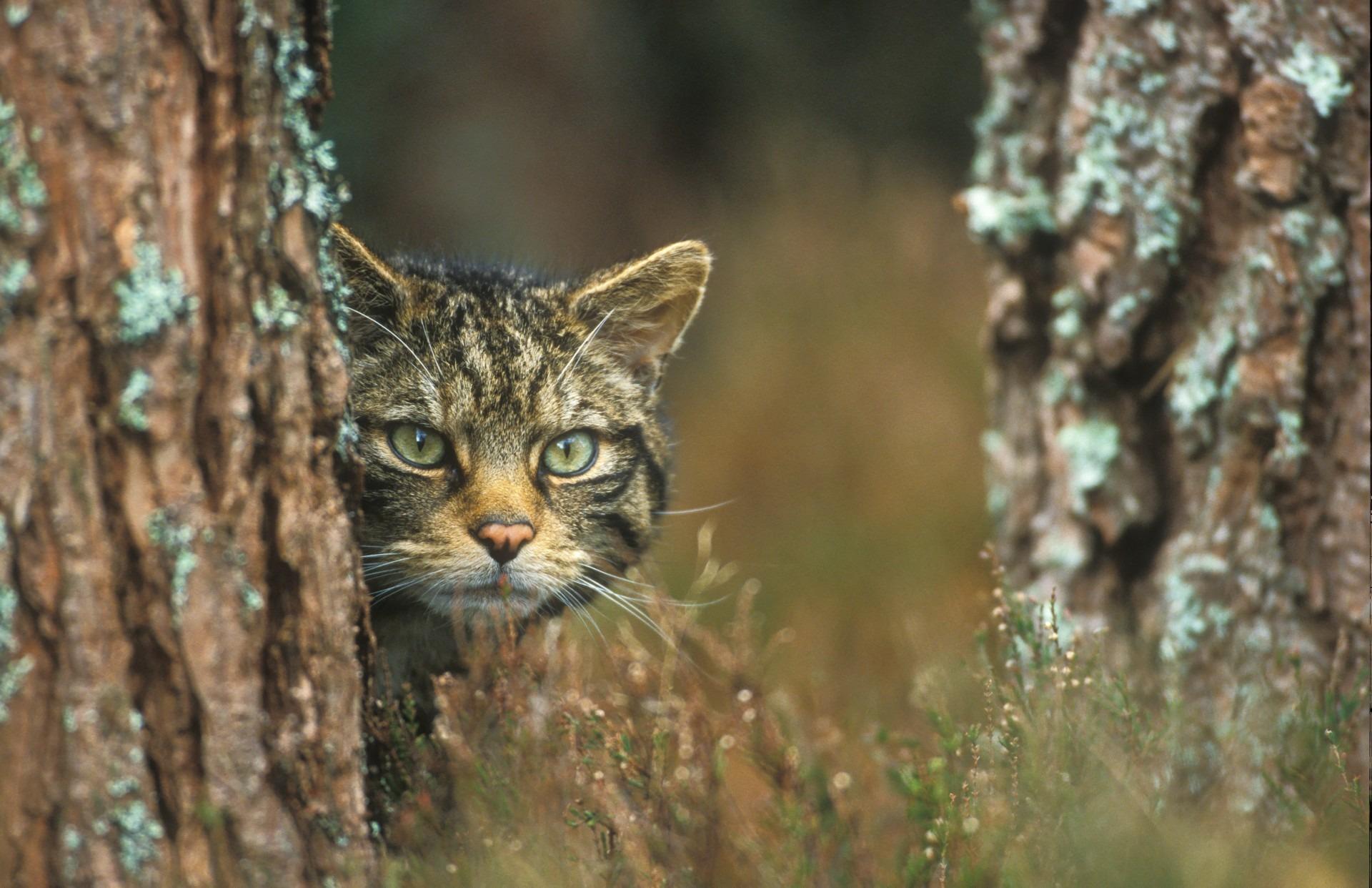 Calls to stop wind farm in public forest home to Scottish wildcats ...