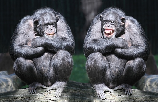 7 Amazing Animals That Can Talk Like Humans