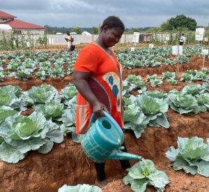 Reaping change: How modern farming is reshaping the vegetable sector