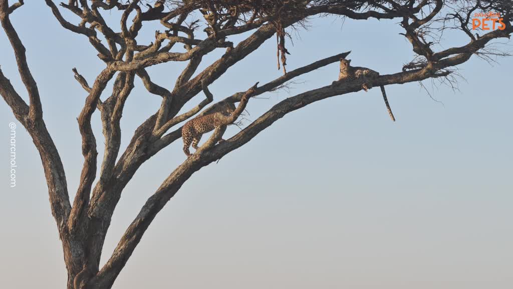 Leopard Hanging Onto Tree