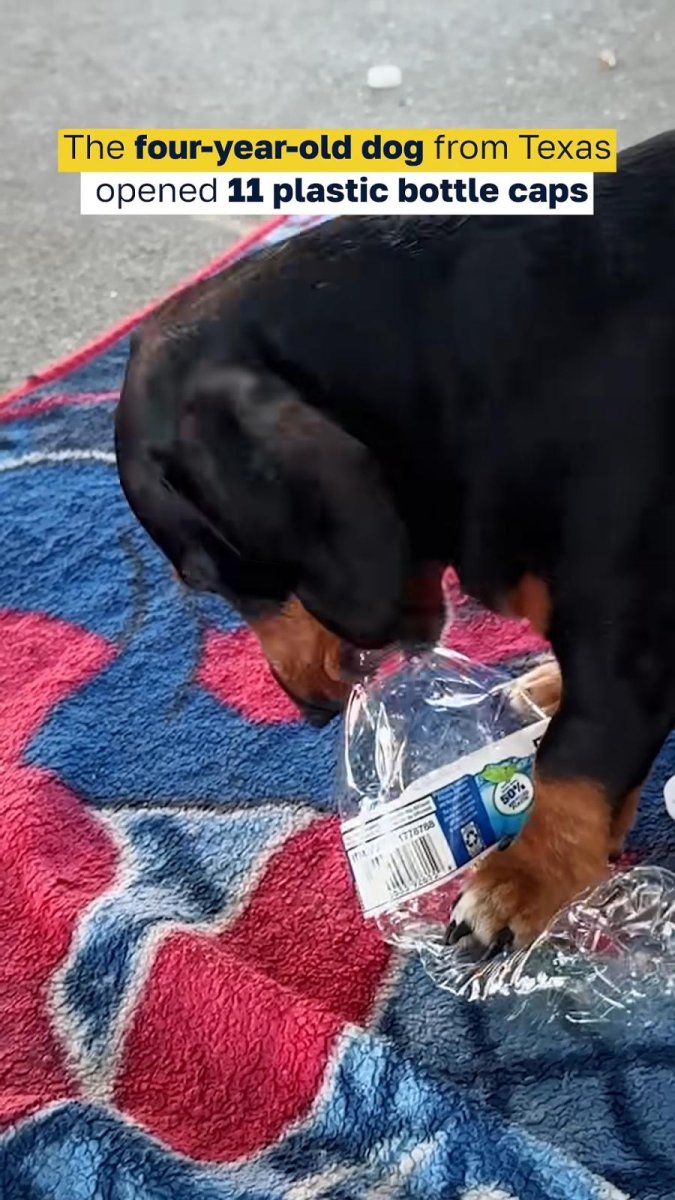 Watch: Texas dog removes 11 caps from plastic bottles in one minute