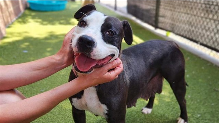 Minneapolis shelter offers free pet adoptions every Wednesday in August ...