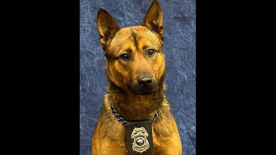 Shawnee police K9, Dagger, stabbed during standoff at KCK home