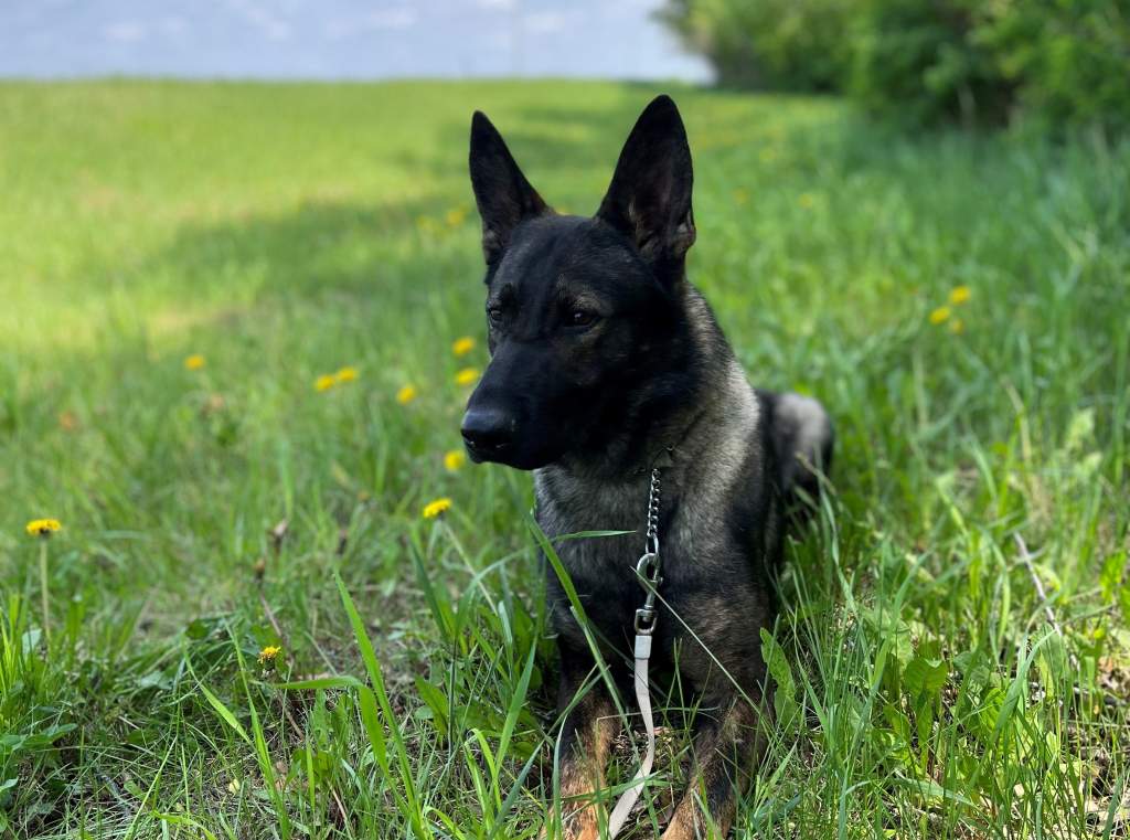 Police dog helps Manitoba RCMP track down escapee