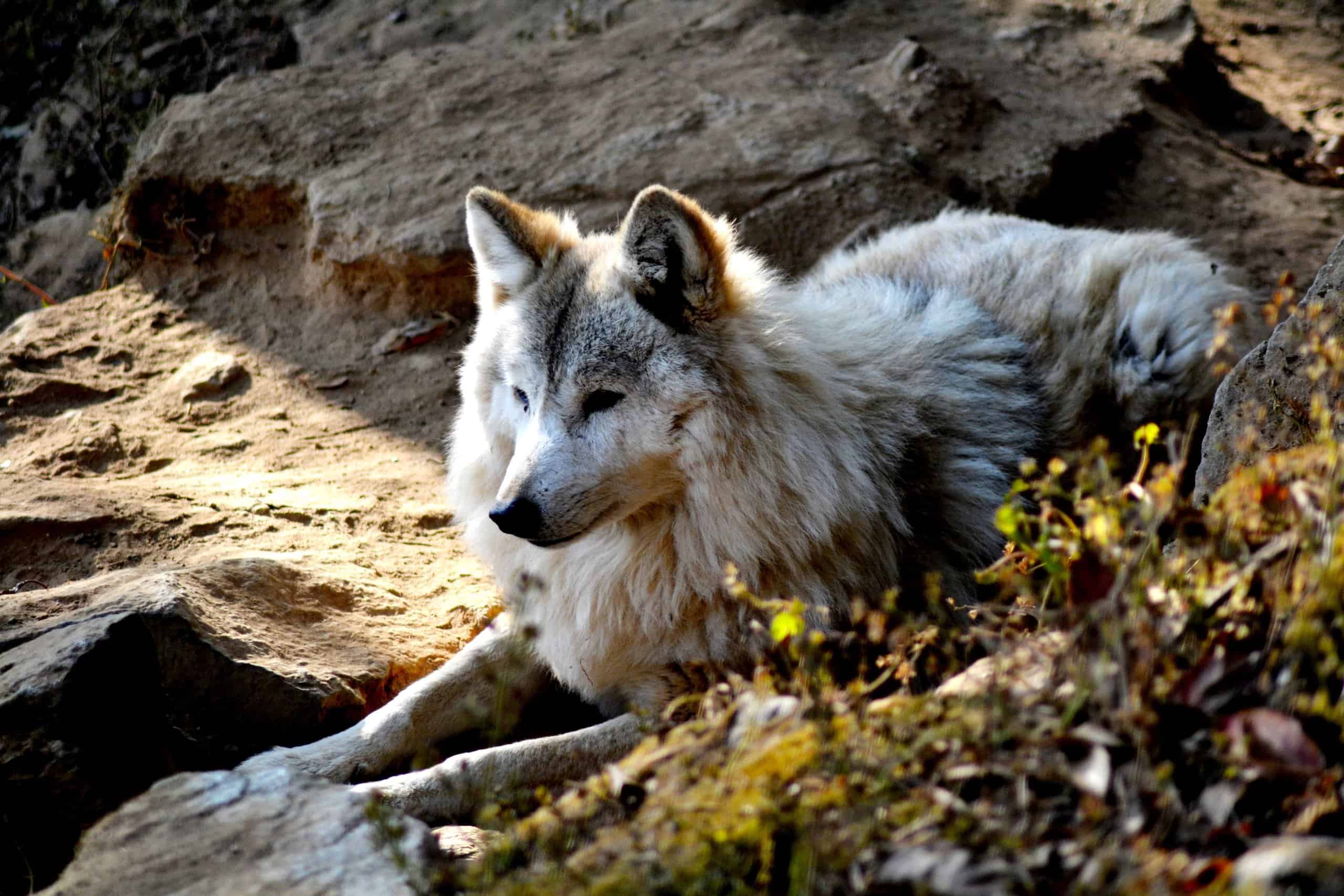 10 of the Biggest and Baddest Wolves in the World