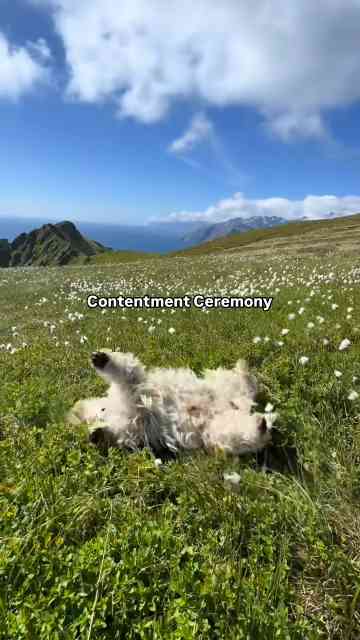 Can You Guess Forri’s Contentment Ceremony? Pure Joy Without Trends