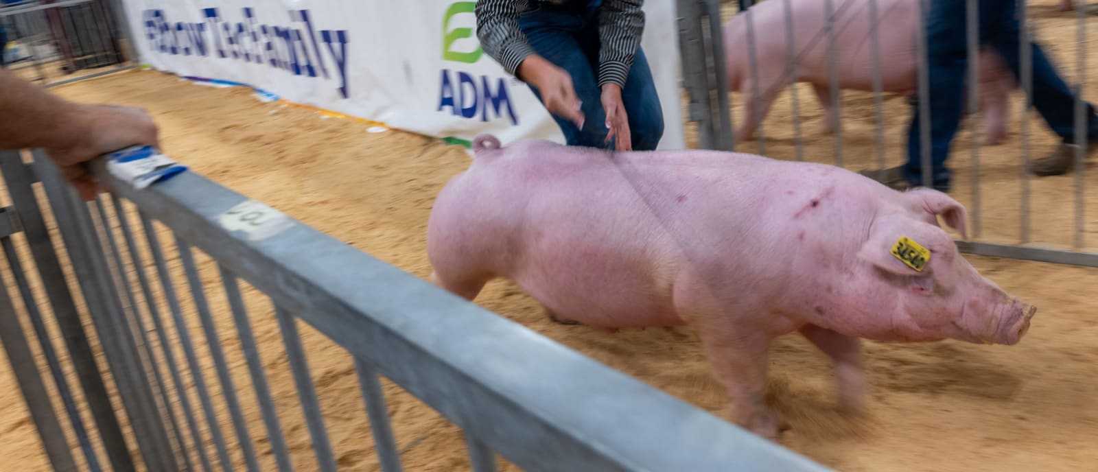 9-Year-Old Chad Kid From Rural Pennsylvania Sells Off 270-Pound Pig For ...