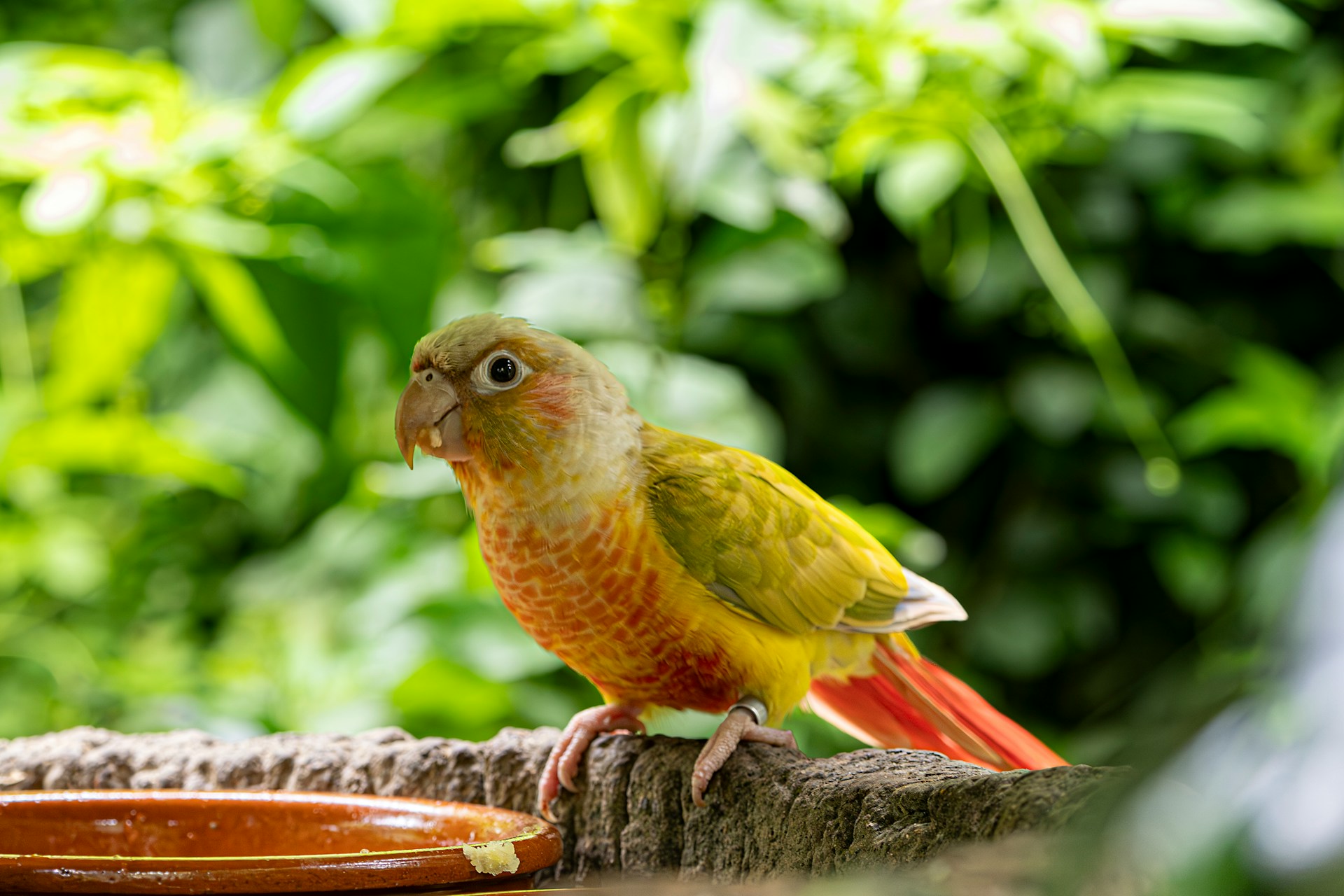 The 15 longest-living small pets you can own