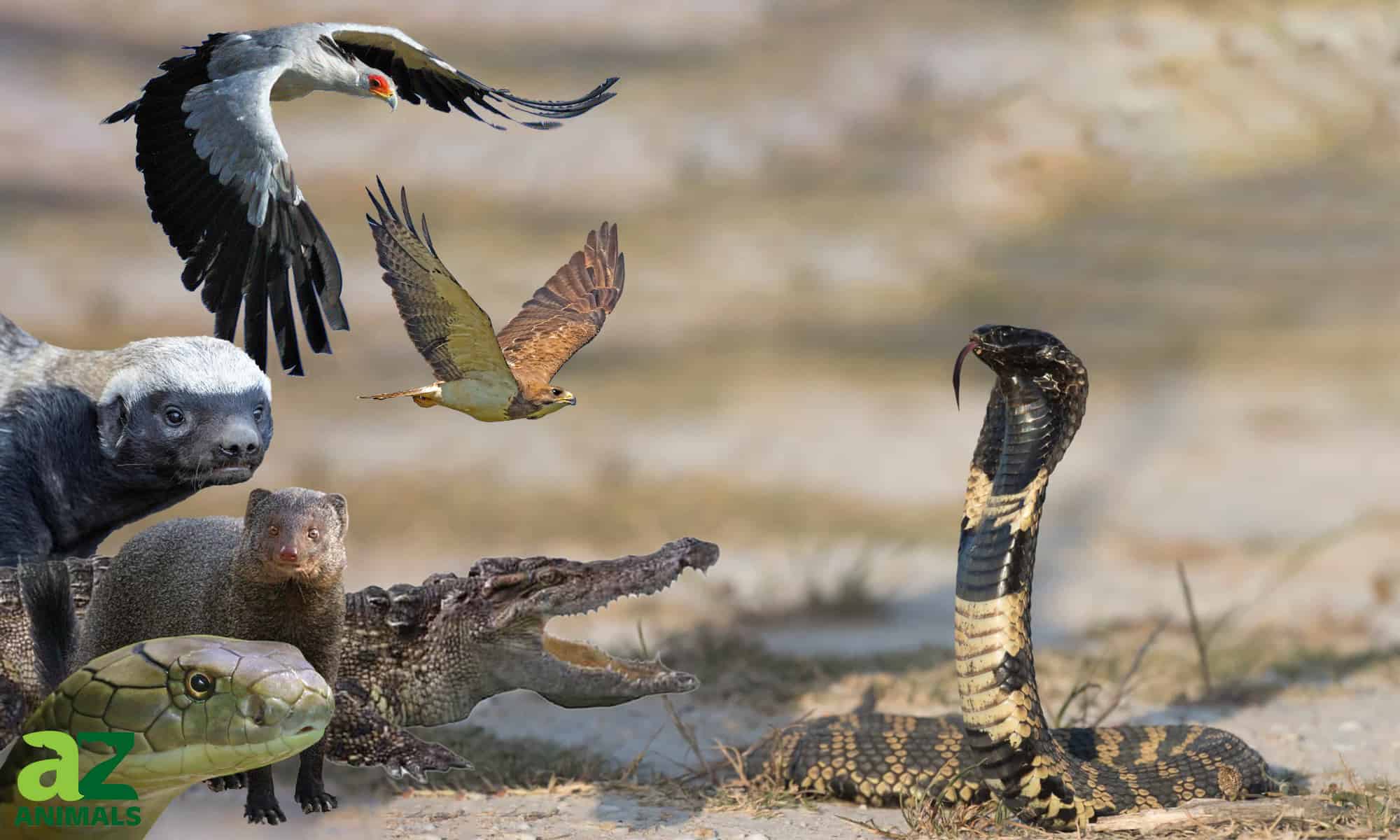 8 Animals That Aren’t Afraid to Hunt Cobras