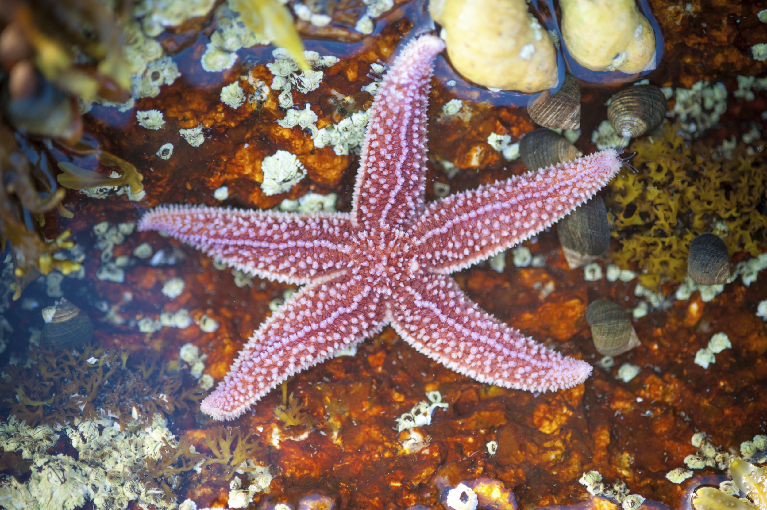 Death of 5 billion starfish baffled scientists—until now