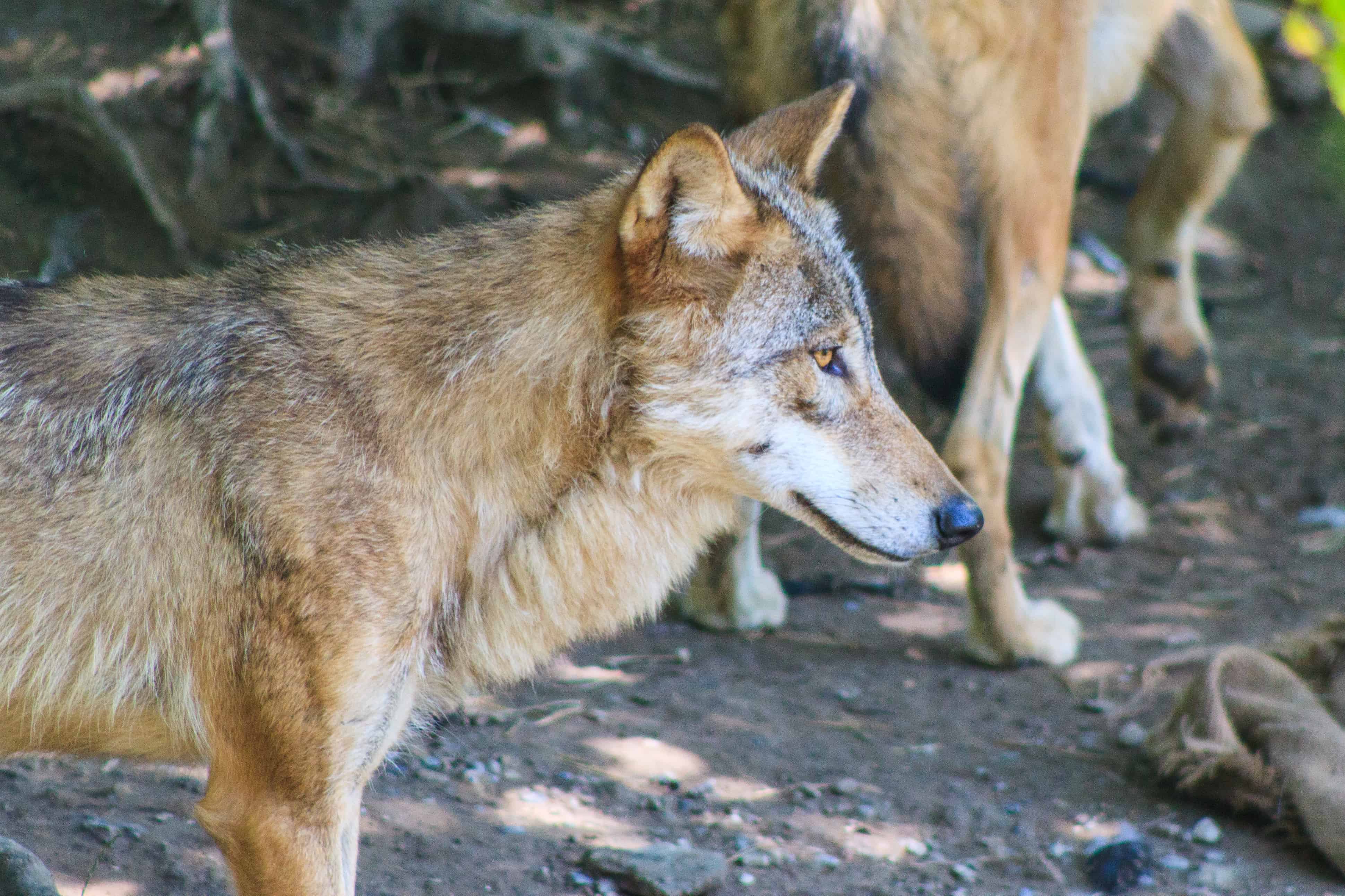 10 of the Biggest and Baddest Wolves in the World