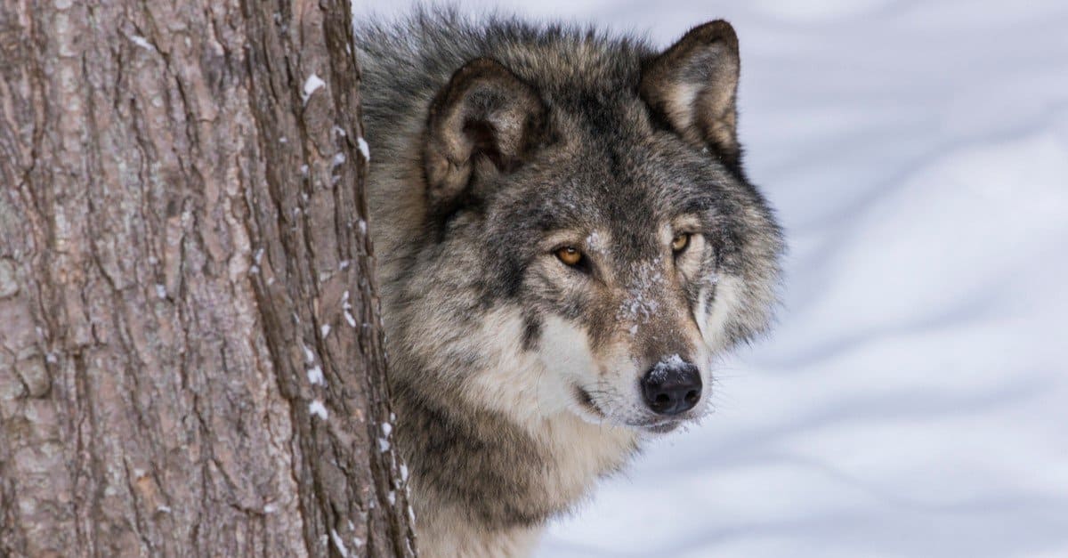 10 of the Biggest and Baddest Wolves in the World