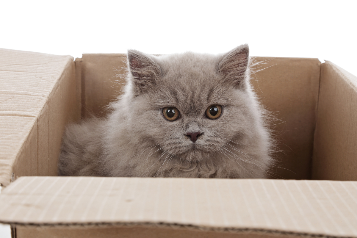 Cat Turns Random Garbage Into a Cozy Nap Spot and It’s Weirdly Adorable