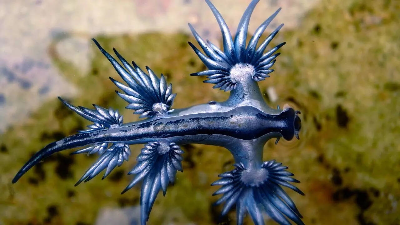 6 Bright and Bizarre Sea Creatures That Actually Exist