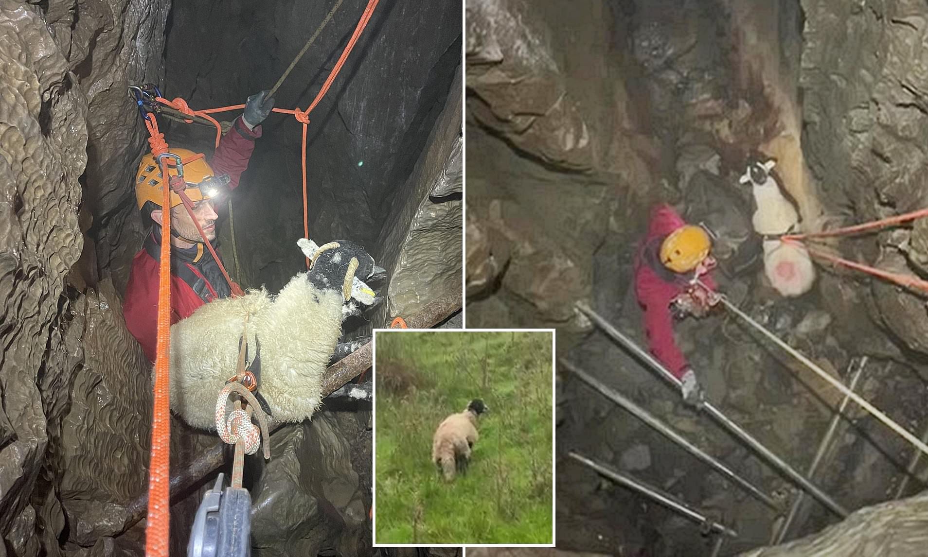 Moment cavers embark on dramatic rescue mission after sheep falls down ...
