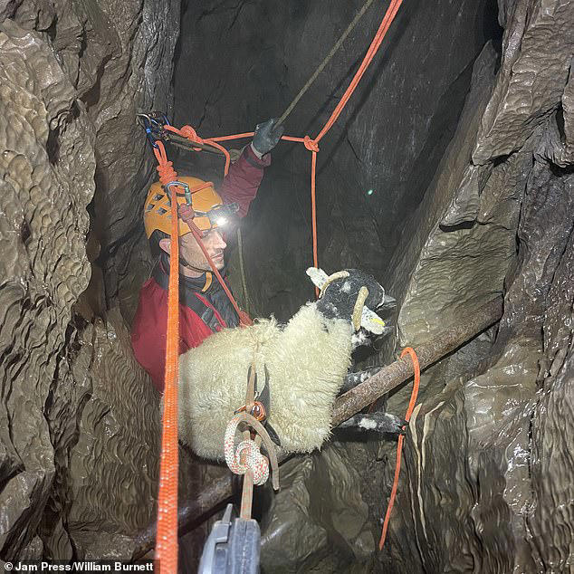 Moment cavers embark on dramatic rescue mission after sheep falls down ...