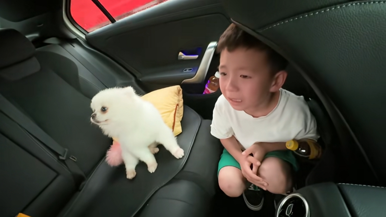 Dog defends crying child in moving vehicle in Shaanxi, China