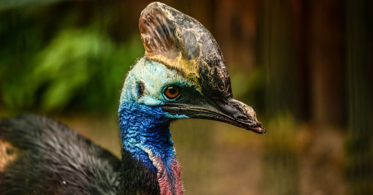 11 Modern-Day Birds That Look More Like Dinosaurs