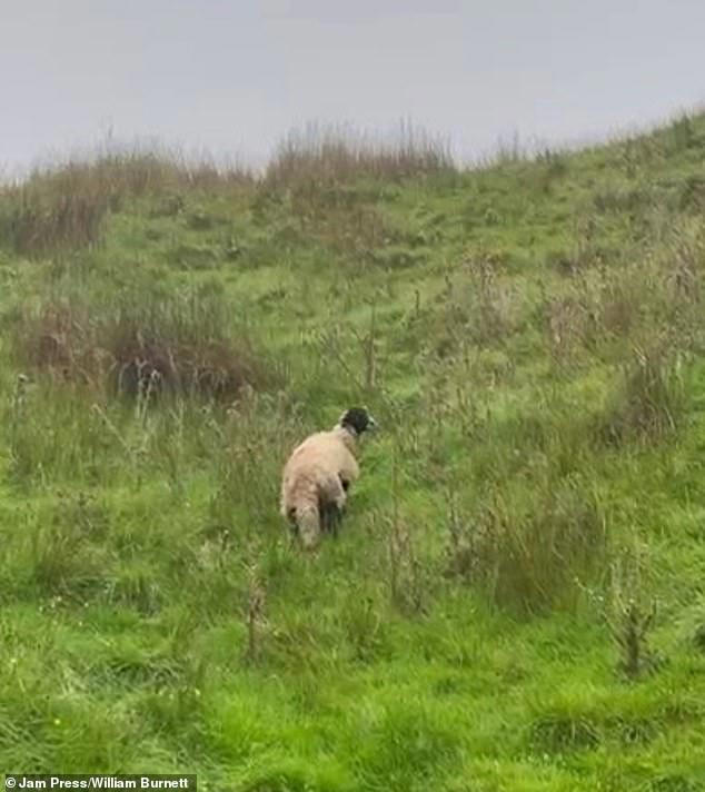 Moment cavers embark on dramatic rescue mission after sheep falls down ...