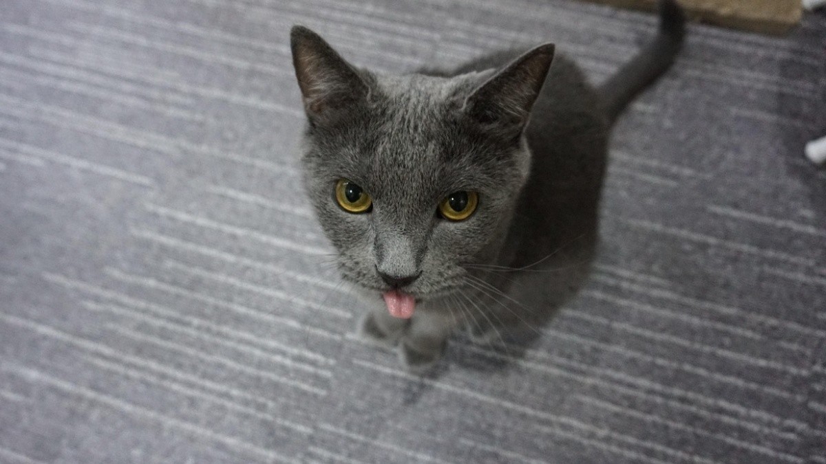 Is your cat always hungry? These 8 reasons explain why