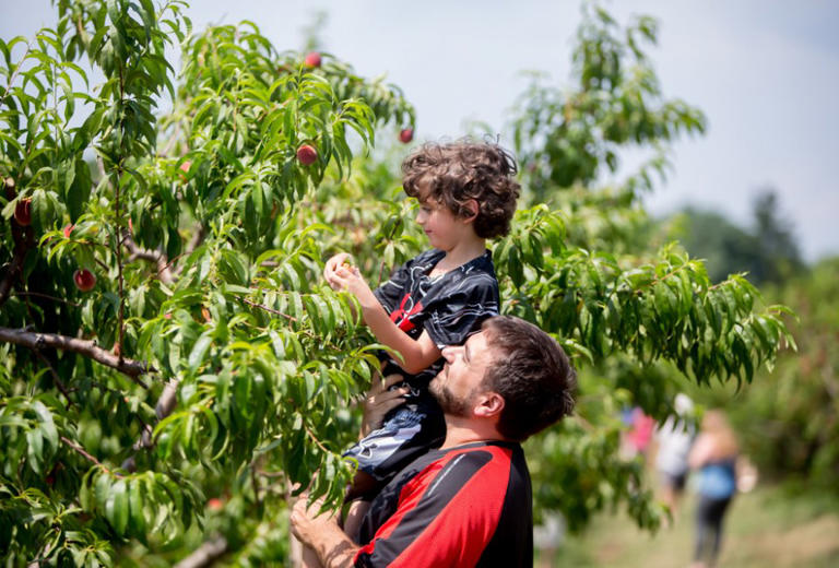 Peach Festival, Rollerskating, and More Fun Things To Do in CT This Weekend