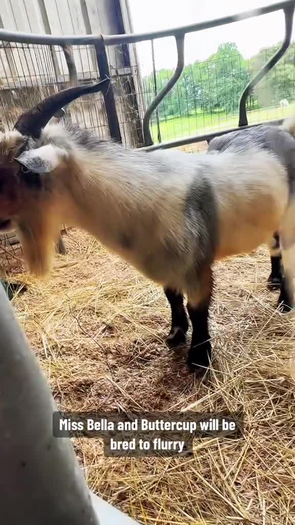 Meet My Goat Dads: Farm Life and Future Goat Babies!