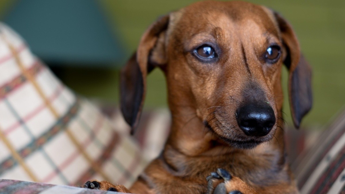 8 signs that your dog needs to go to the vet immediately