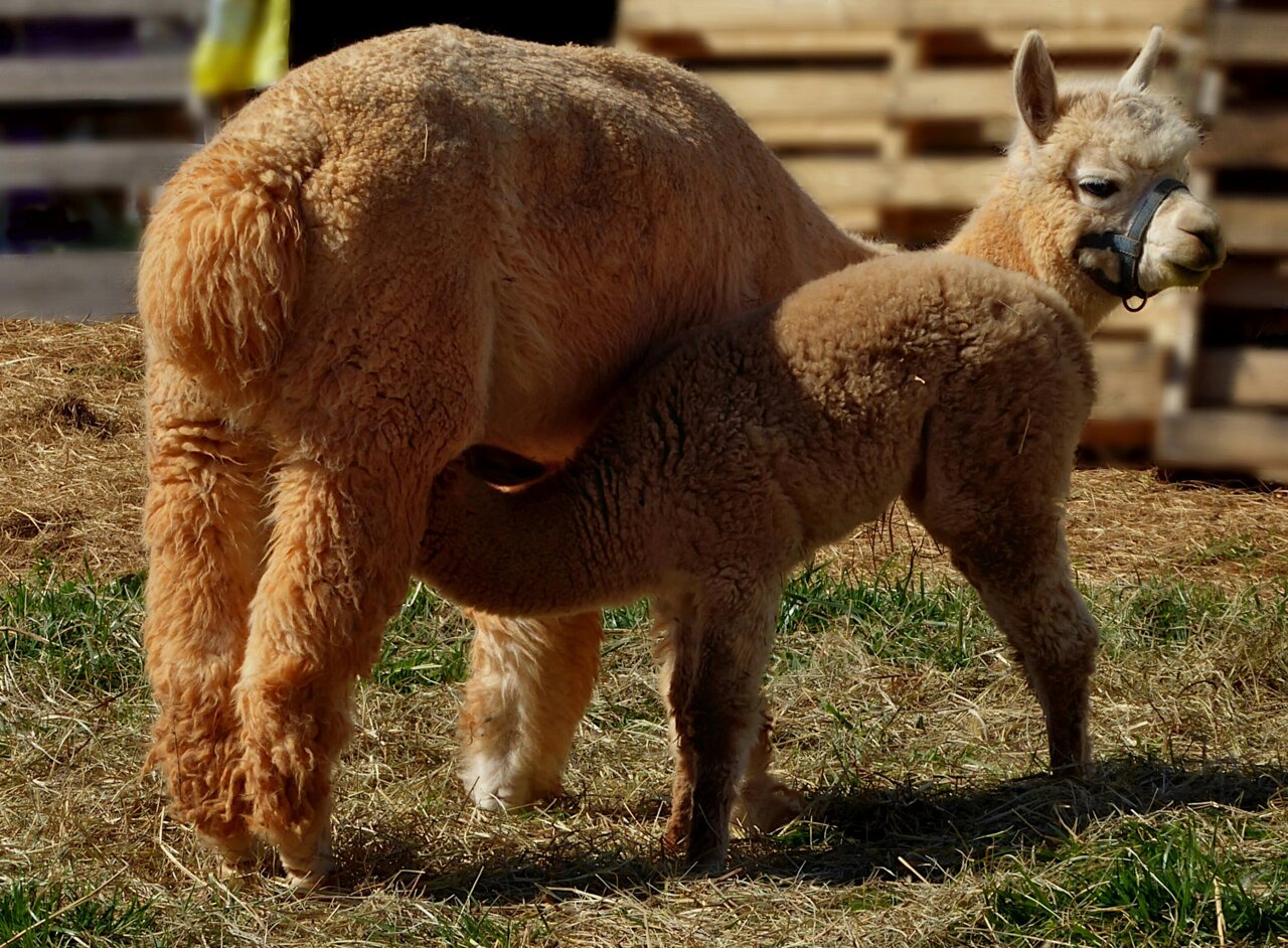 The alliance between the immune system and reproduction in mammals