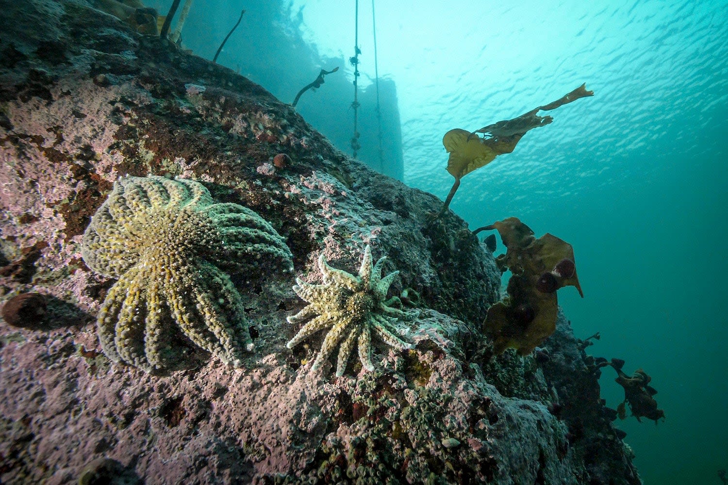 What killed 5 million sea stars off the coast of North America?