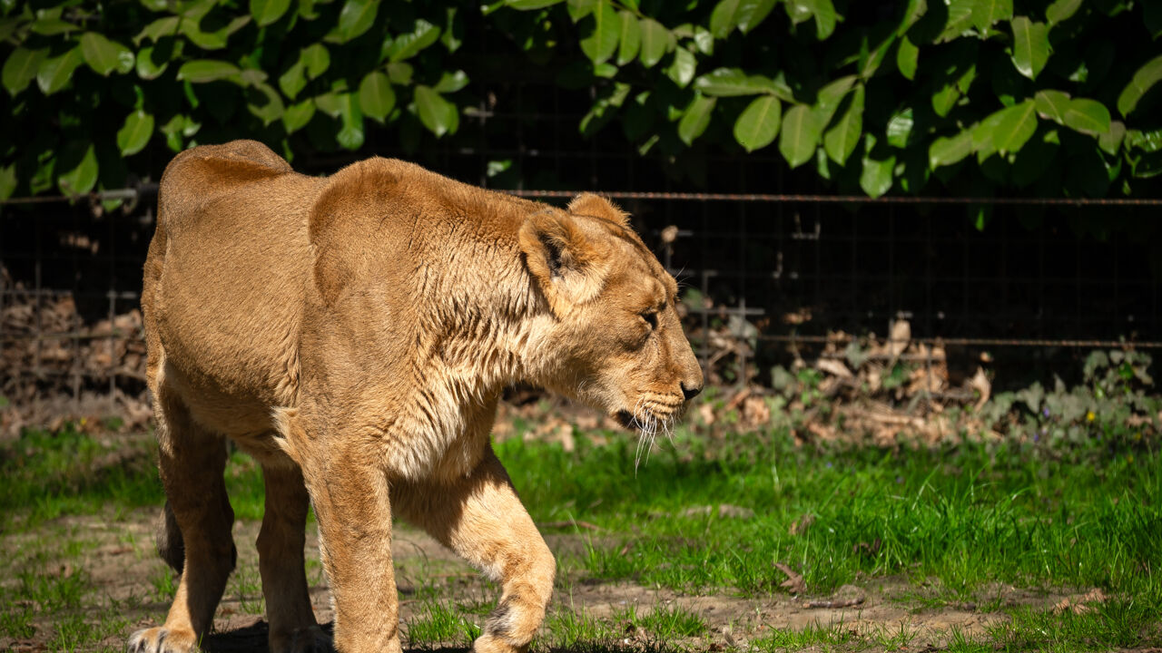 Leeuwin Lorena (15) gestorven in ZOO Planckendael in Muizen: "Ze was ...