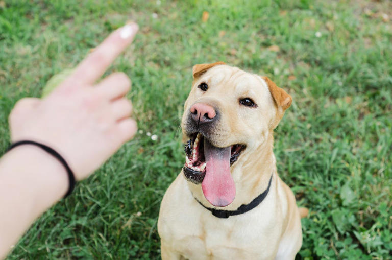 15 Easy Tricks to Teach Your Dog (That Are Actually Fun for Both of You)