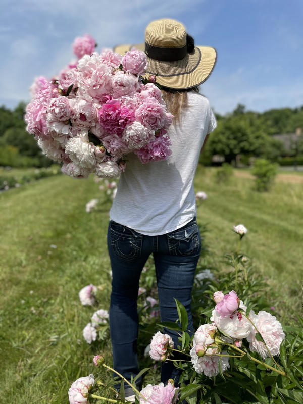The best technique for cutting peonies to get the most from your blooms