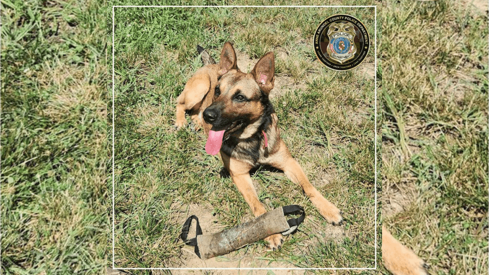 Meet Enzo: Anne Arundel County's newest K-9 police dog