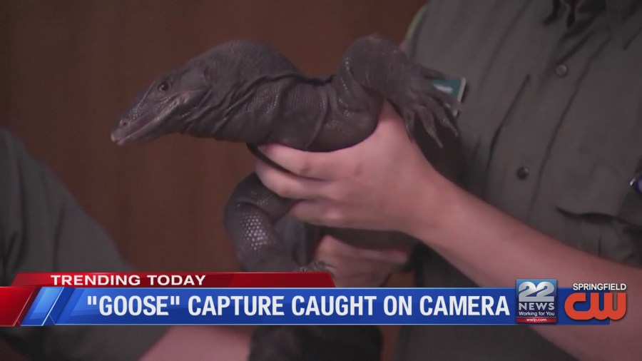 VIDEO: Goose the water monitor caught by environmental police in Douglas