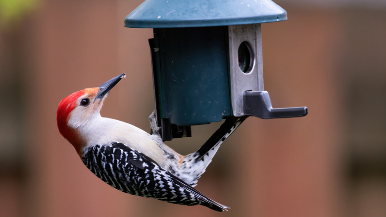 Benefits Of Having A Bird Feeder In Your Yard