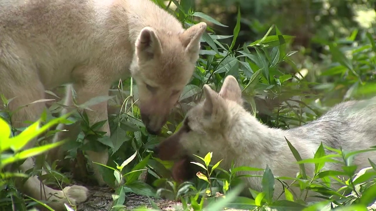 Arctic wolf pups are newest additions to Wayne County zoo