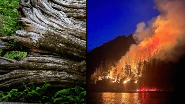 Firefighters save 1,000-year-old tree in Olympic National Park as Bear ...