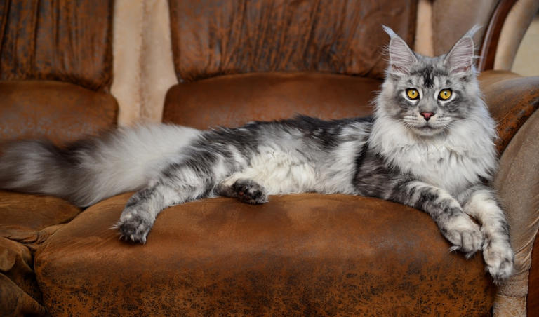 Precious Maine Coon Cat Loves Being Carried Like a Human Baby